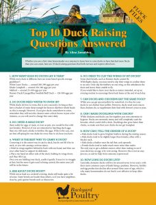 Top 10 Duck Raising Questions Answered - Backyard Poultry